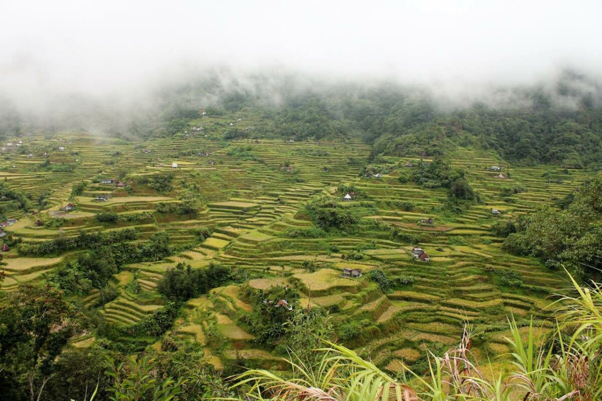 International summit to assess rice terraces
