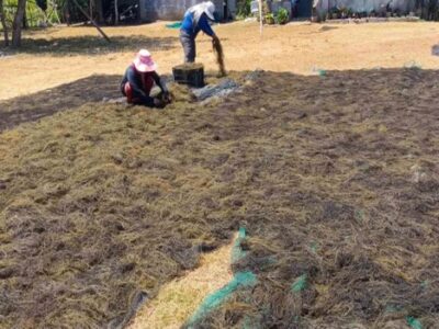 BFAR, Buguey boost seaweed industry